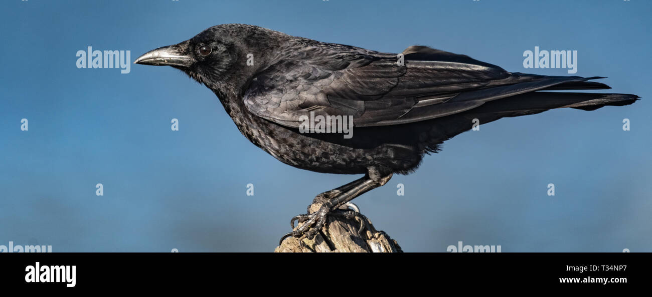 Portrait of a crow, British Columbia, Canada Stock Photo - Alamy
