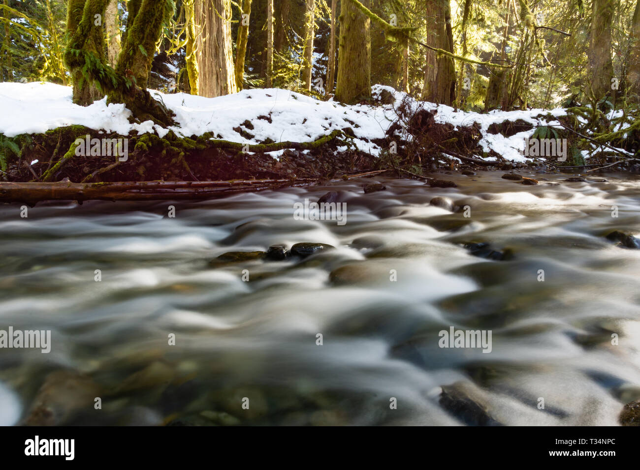 British columbia forest river hi-res stock photography and images - Alamy