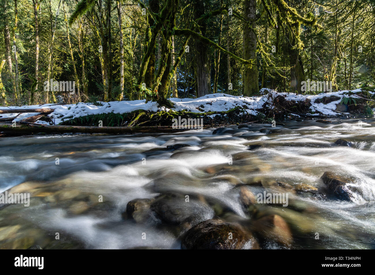 River flowing through a woodland, British Columbia, Canada Stock Photo ...