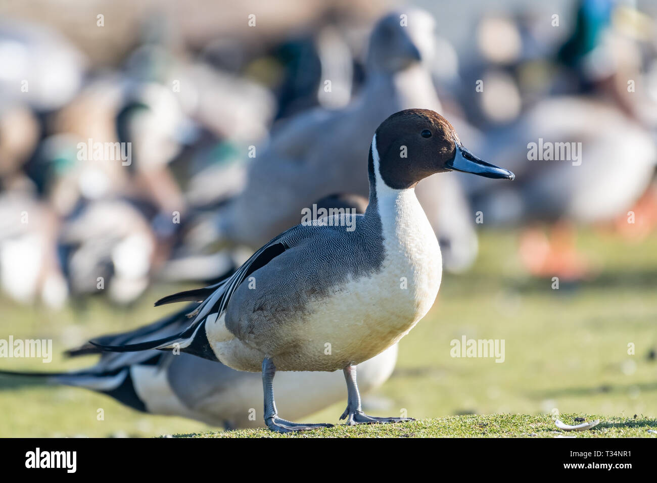 Birds of northern canada hi-res stock photography and images - Alamy