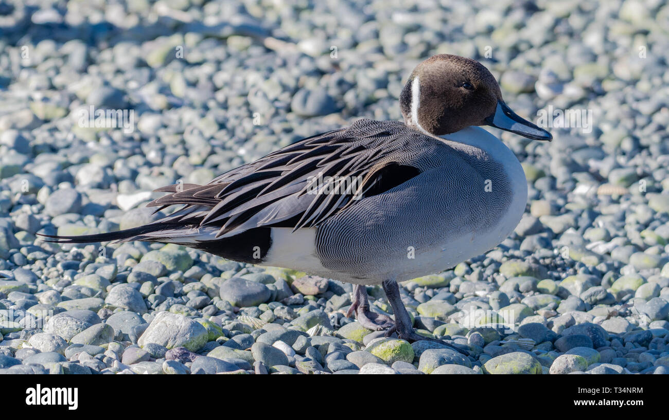 Standing Pintail Mounts