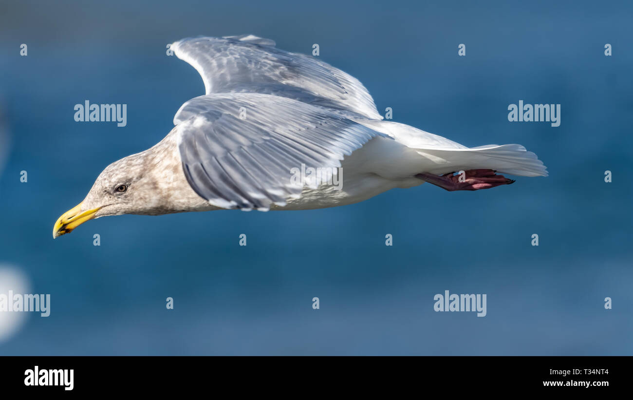 Portrait of seagull in flight hi-res stock photography and images - Alamy
