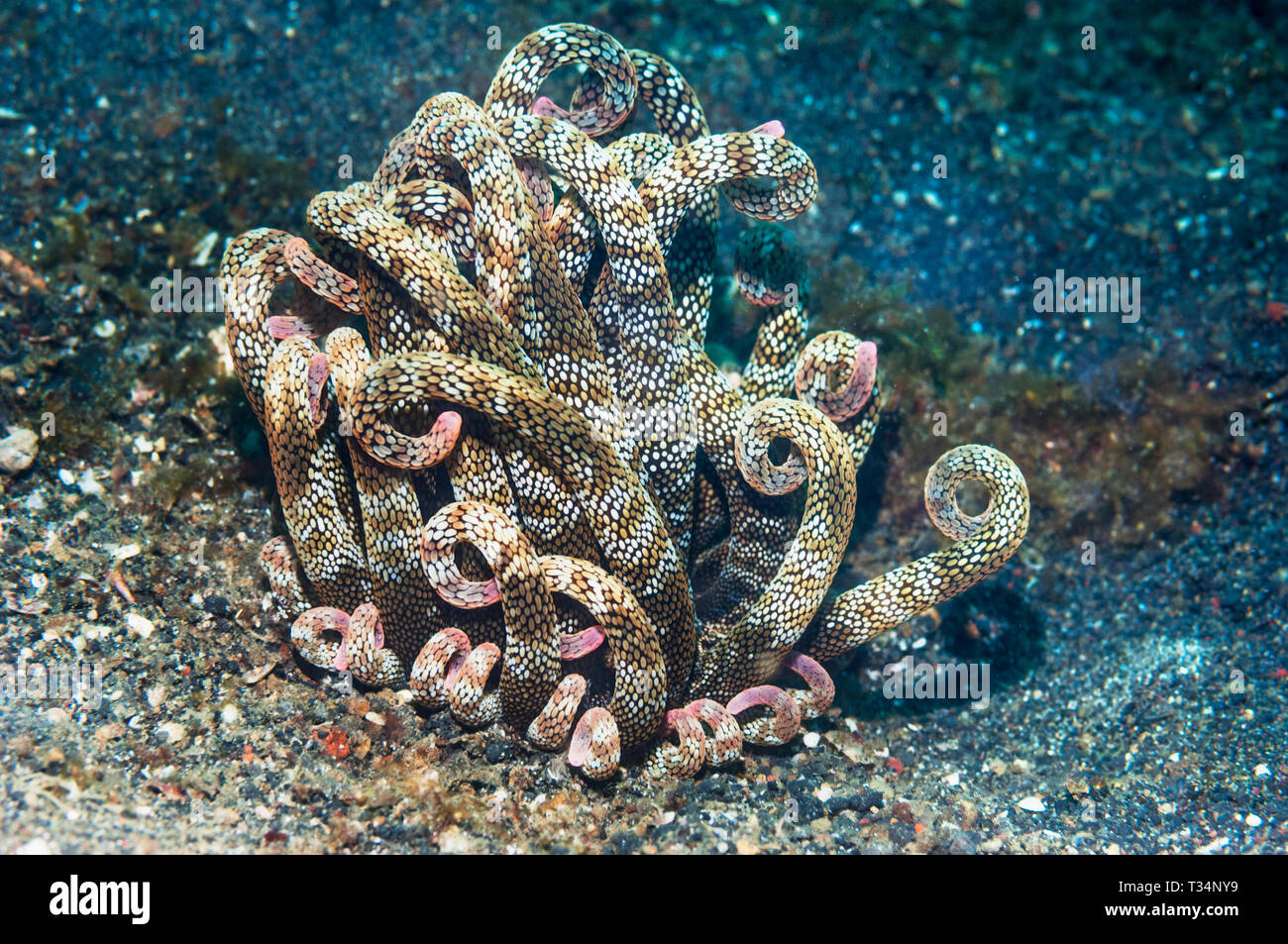 Dofleinia armata hi-res stock photography and images - Alamy