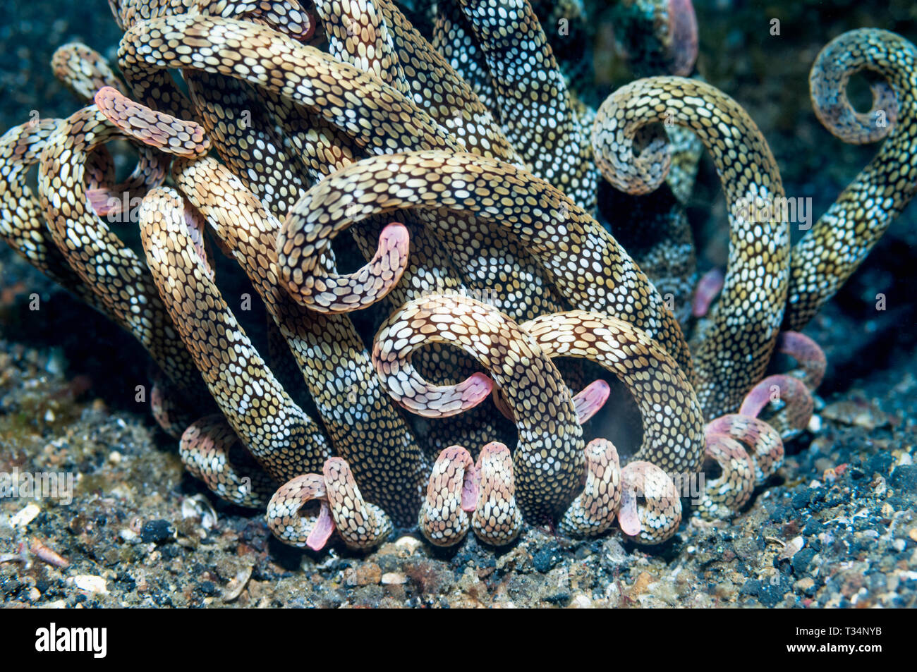 Dofleinia armata hi-res stock photography and images - Alamy