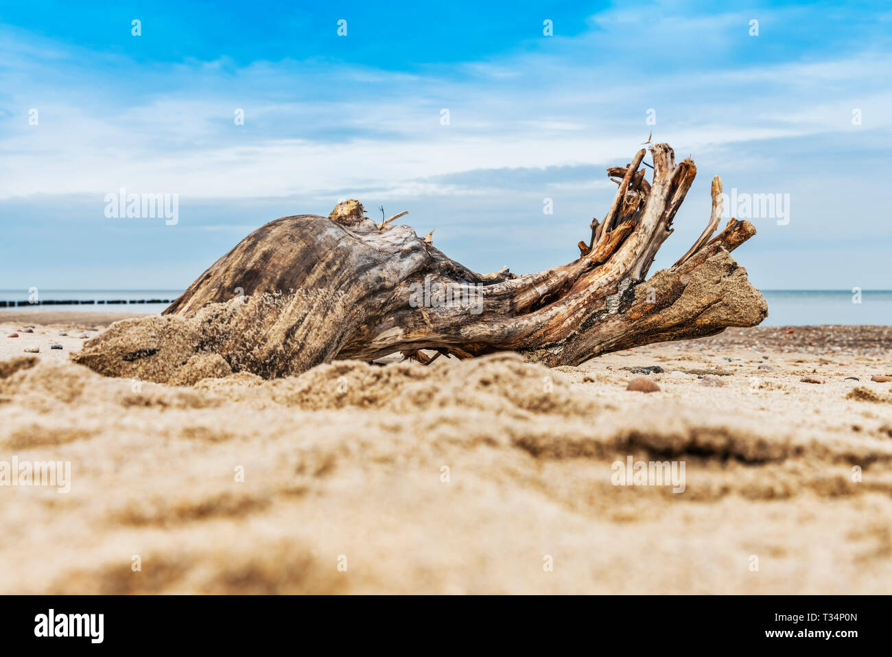 A tree root lies on the beach of the Baltic Sea, Kolobrzeg, West ...