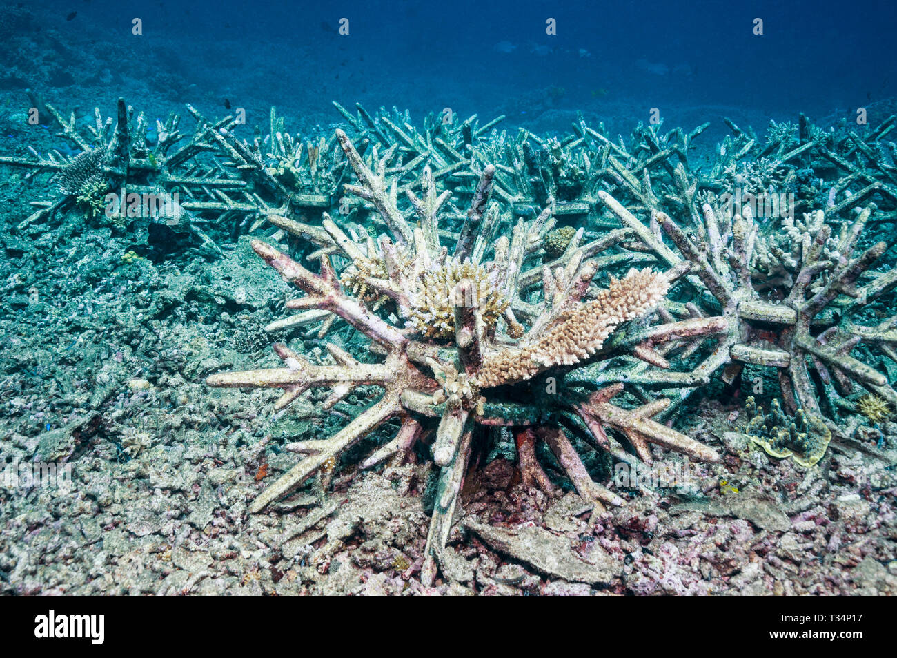 Artificial reef. These spikey 'eco reefs' are designed to stabilise the ...