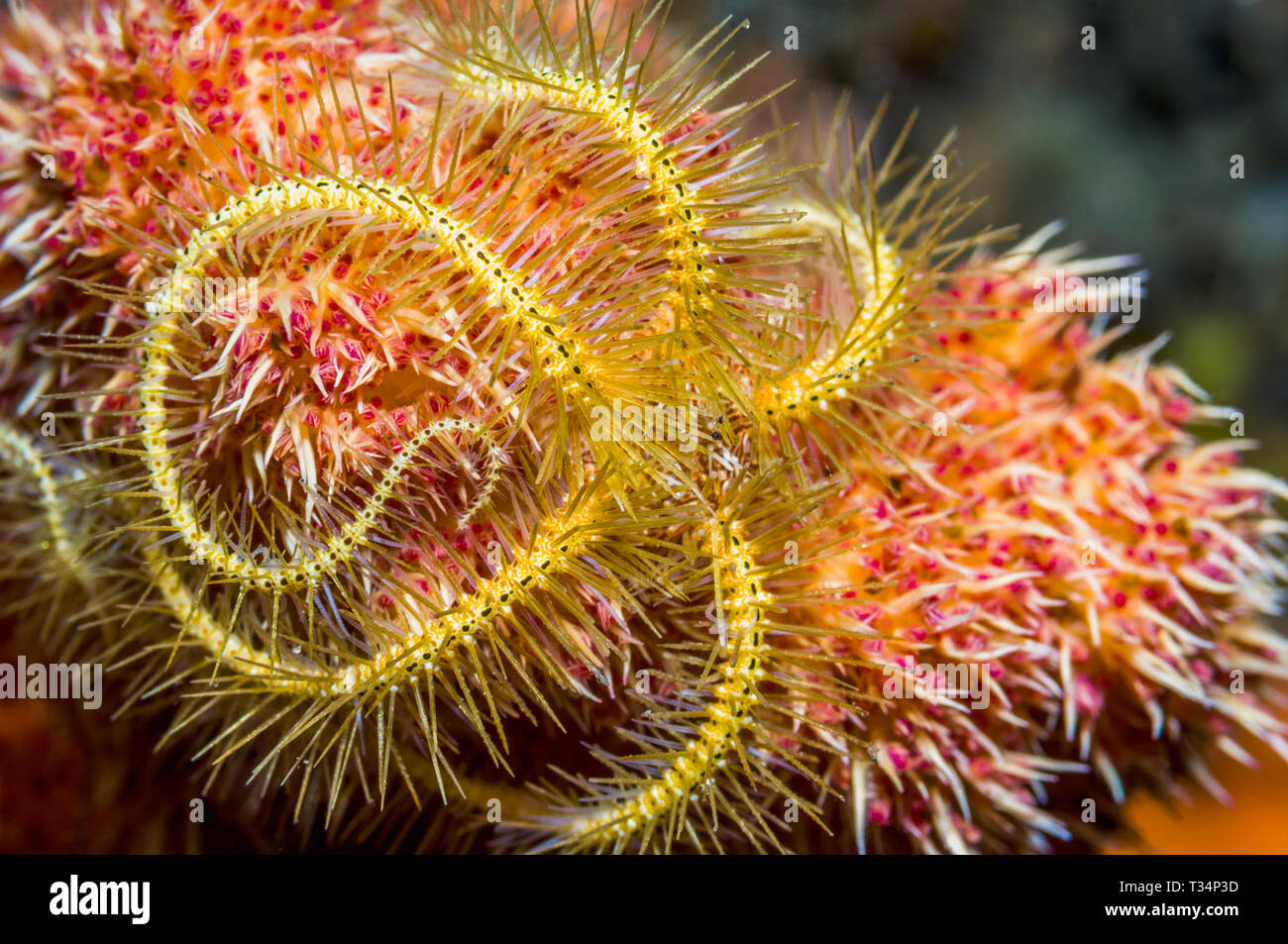 Ophiothrix sp hi-res stock photography and images - Alamy