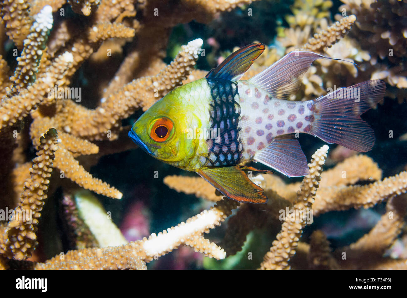 Pajama cardinalfish [Sphaeramia nematoptera]. North Sulawesi, Indonesia ...