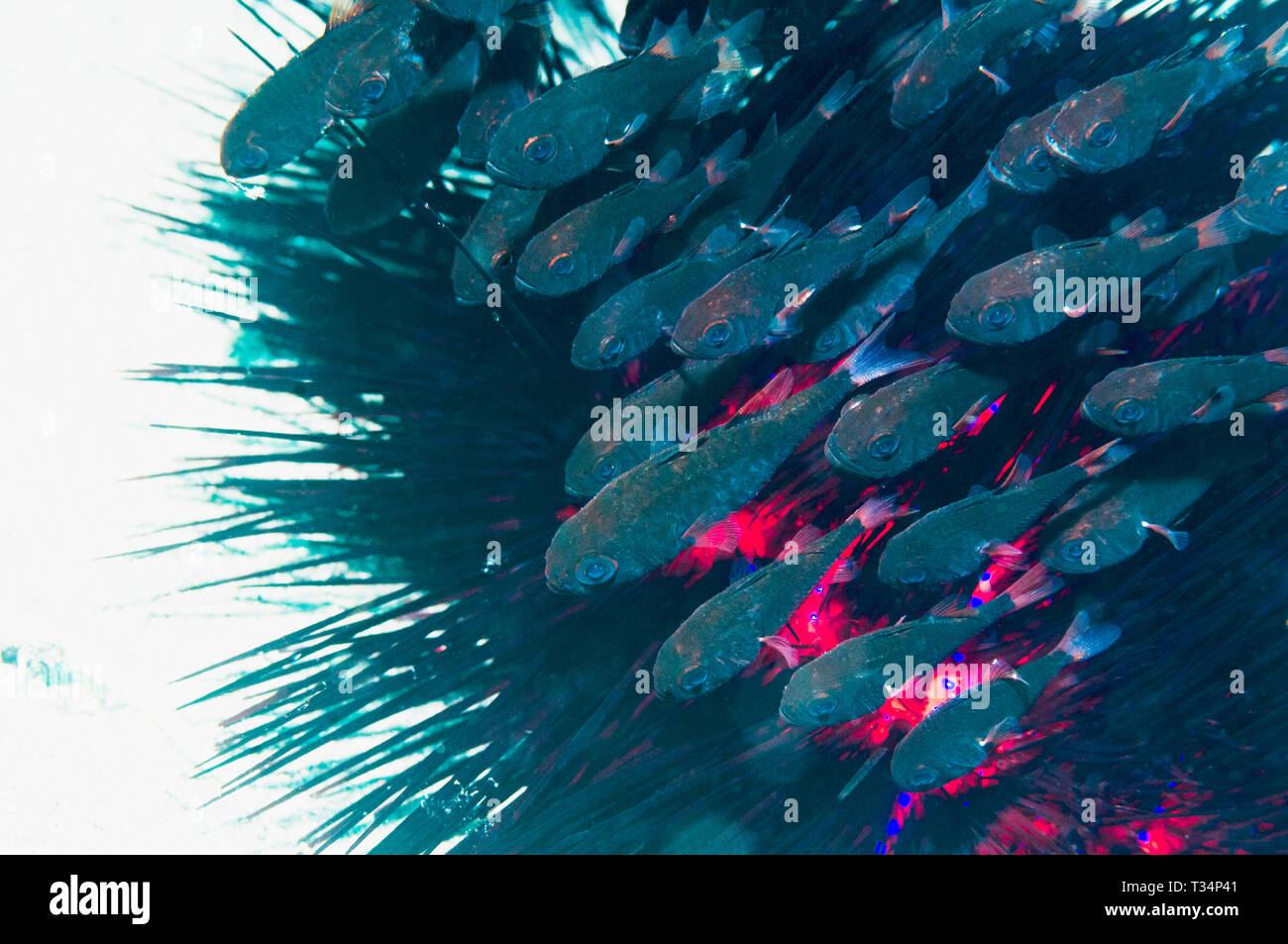 Siphon fish hi-res stock photography and images - Alamy