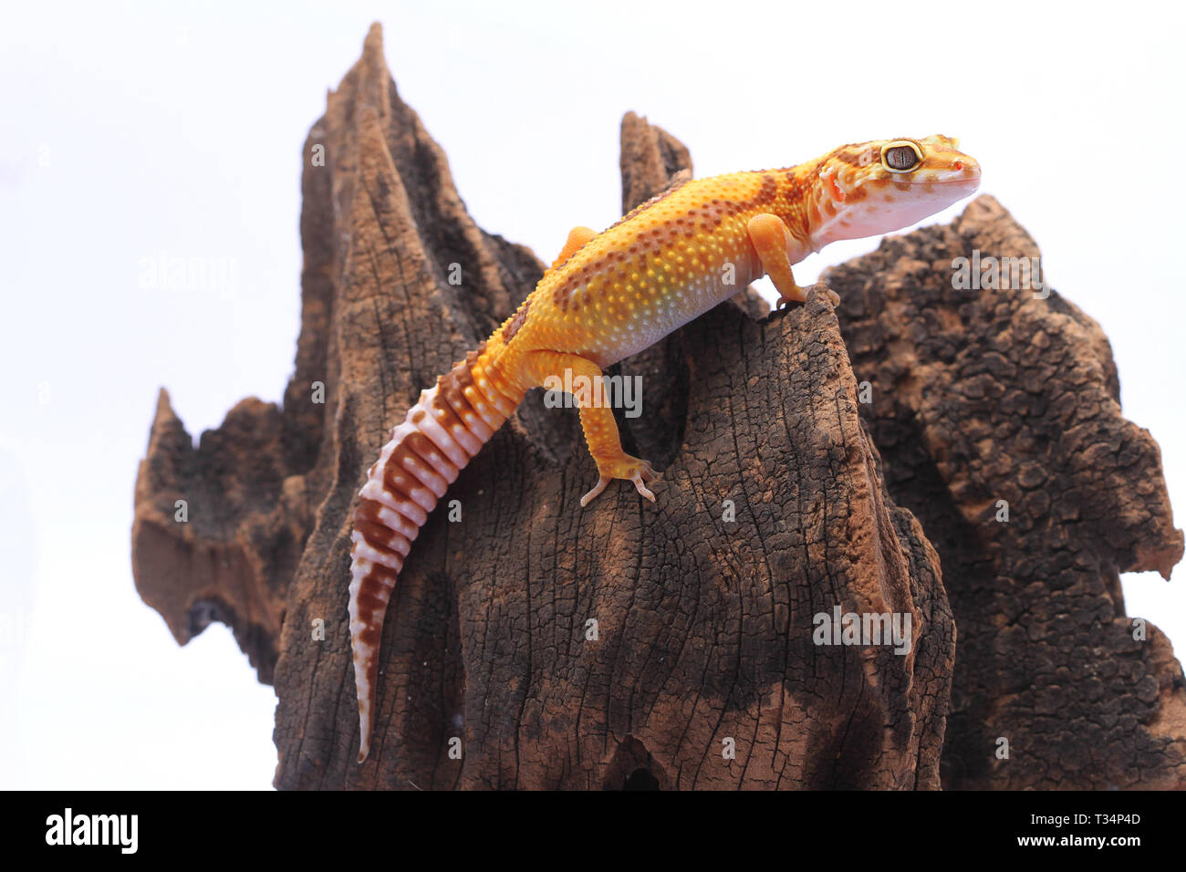 Leopard gecko on a piece of wood, Indonesia Stock Photo - Alamy