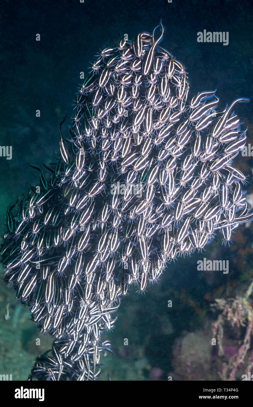 Lined catfish [Plutosus lineatus] in dense school. Papua New Guinea ...