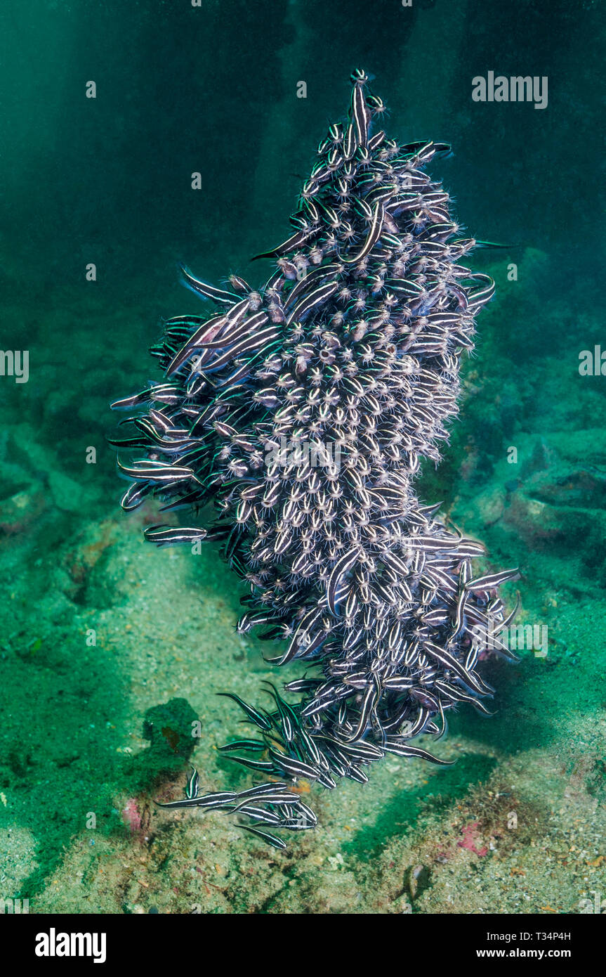 Lined catfish [Plutosus lineatus] in dense school. Papua New Guinea ...
