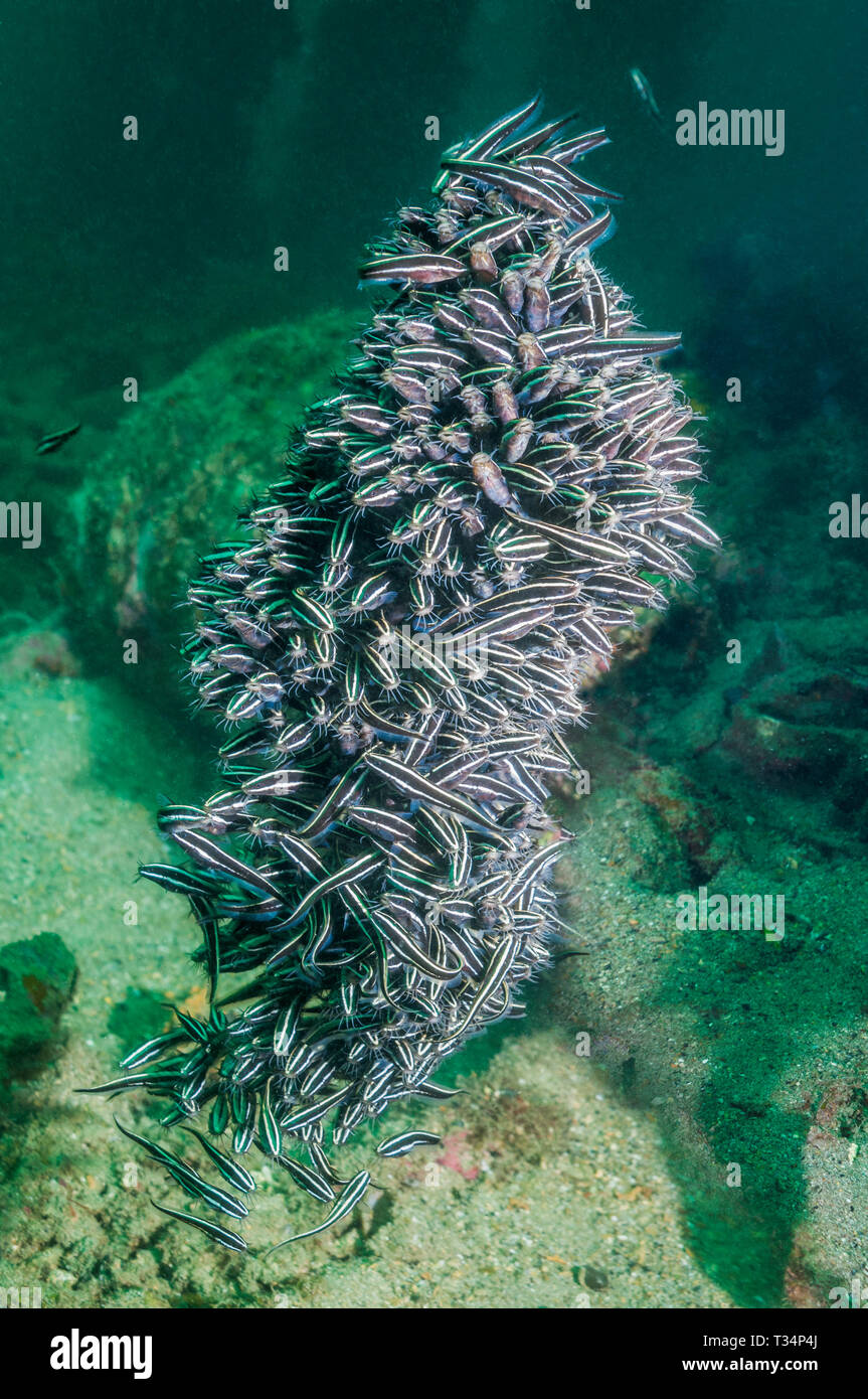 Lined catfish [Plutosus lineatus] in dense school. Papua New Guinea ...