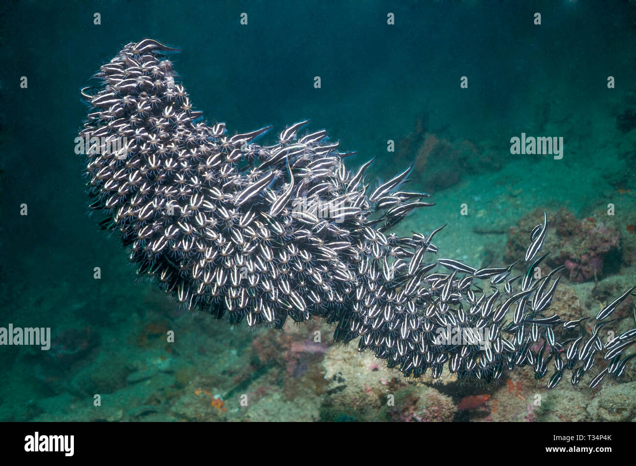Lined catfish [Plutosus lineatus] in dense school. Papua New Guinea ...