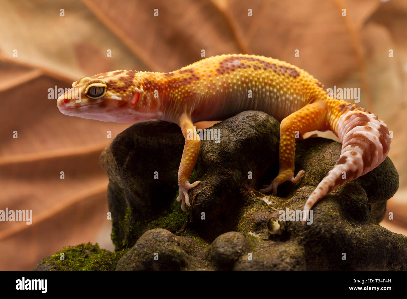 Leopard gecko on a rock, Indonesia Stock Photo - Alamy