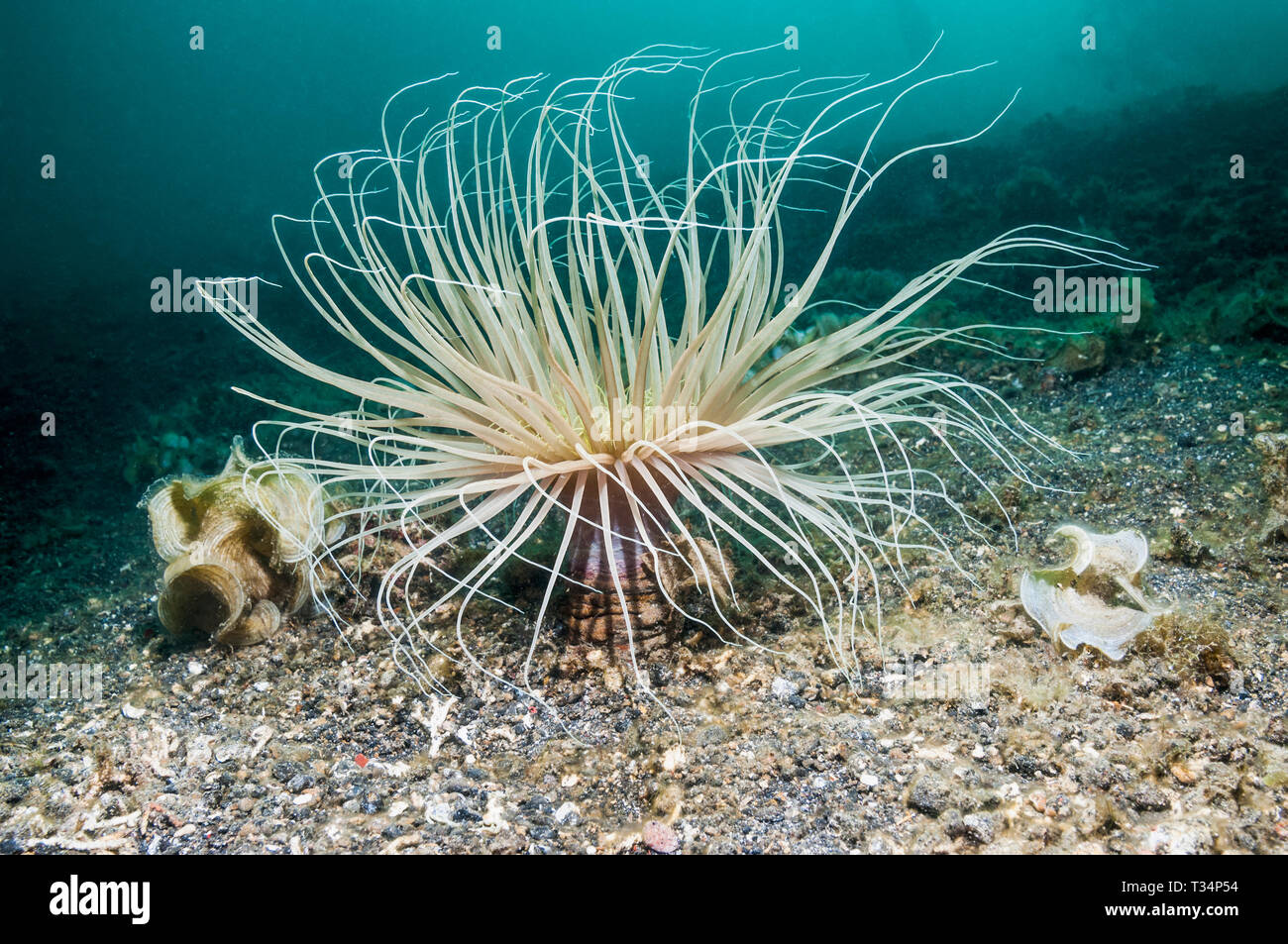 Tube Anemone [Cerianthus sp]. North Sulawesi, Indonesia. Indo-West ...