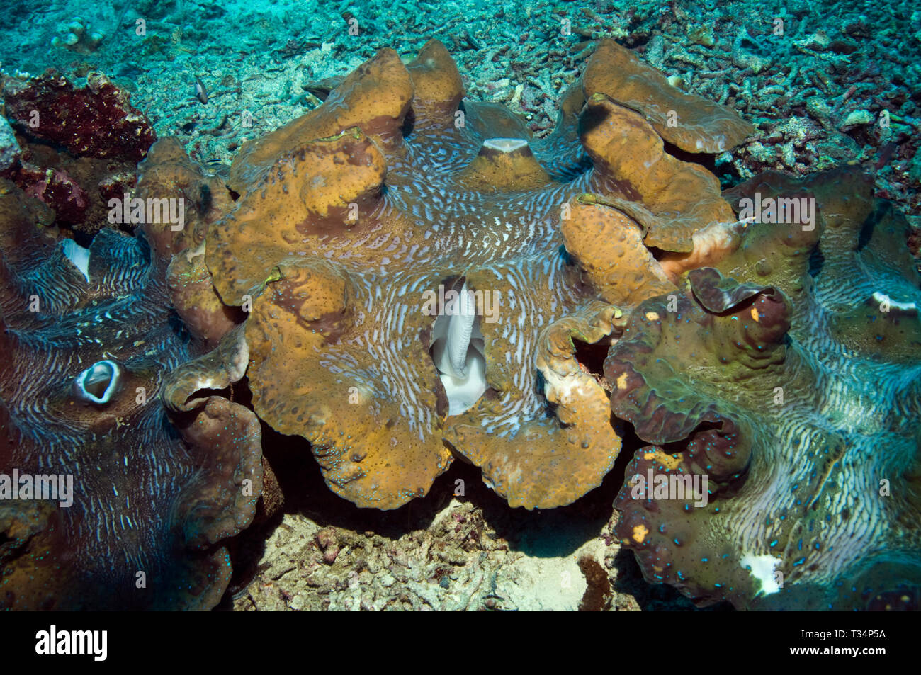 Giant clam (Tridacna gigas). These three clams were placed here in ...