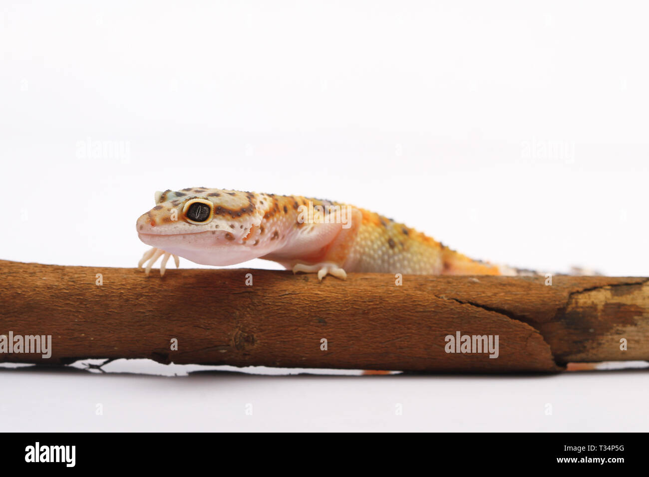 Leopard gecko on a piece of wood, Indonesia Stock Photo - Alamy