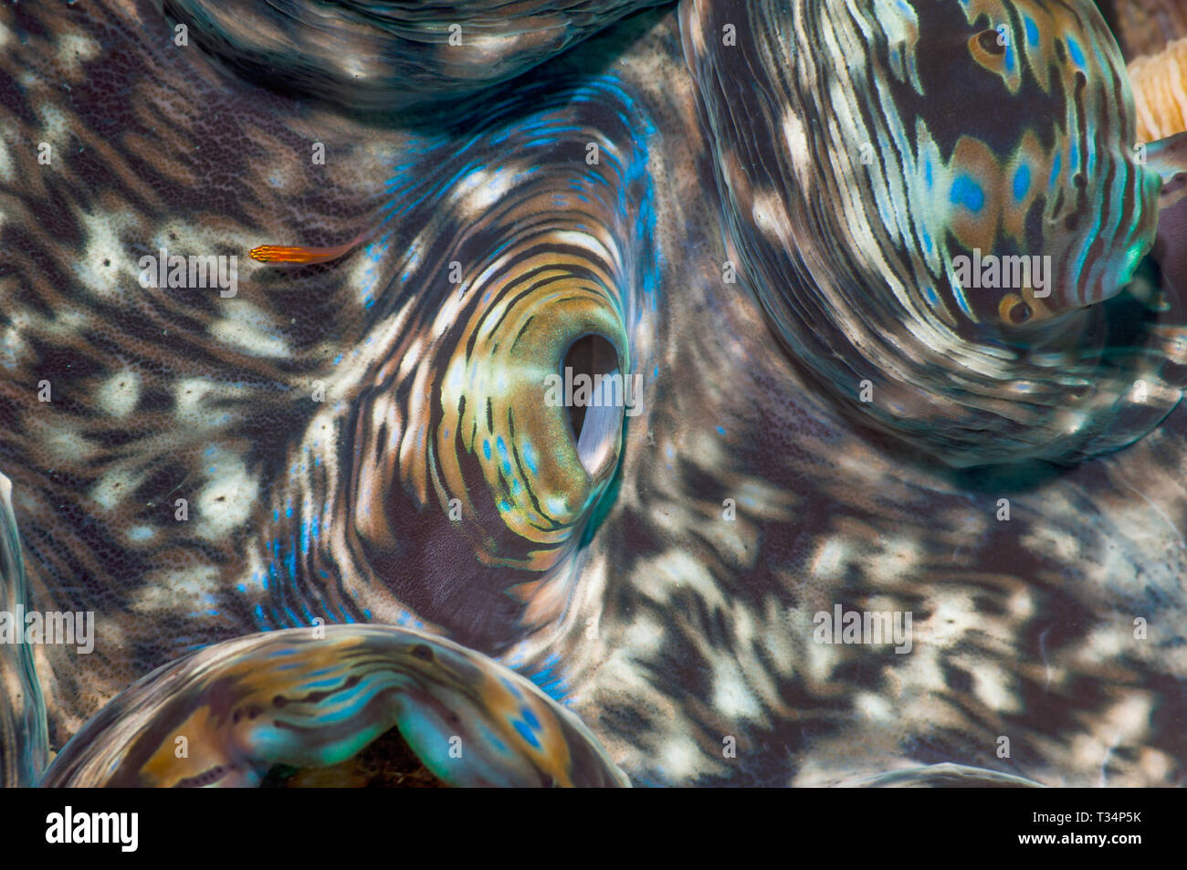 Detail of giant clam tridacna gigas High Resolution Stock Photography ...