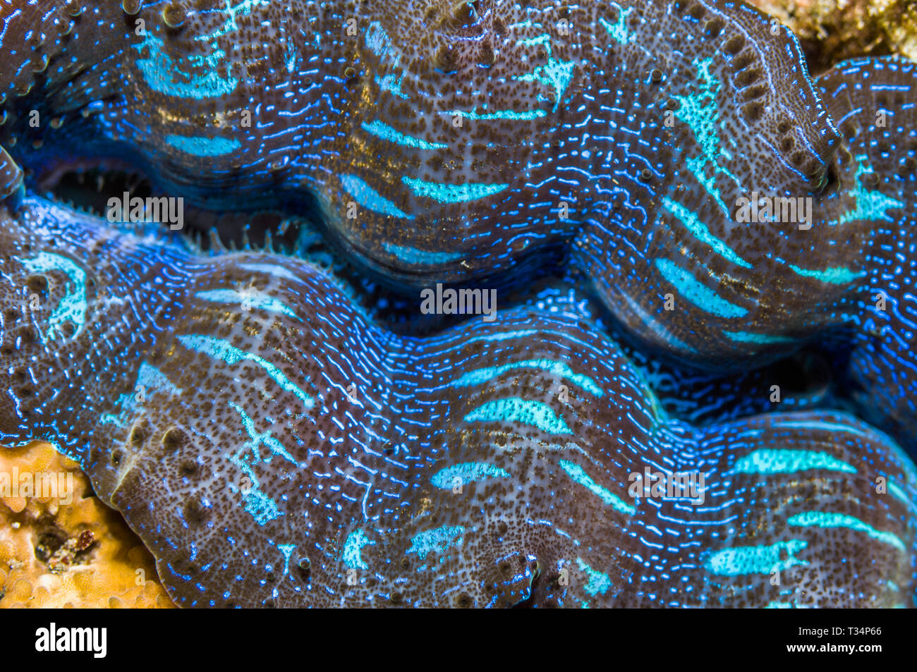 Detail of a clam's mantle [Tridacna sp]. Indonesia, Indo-West Pacific ...