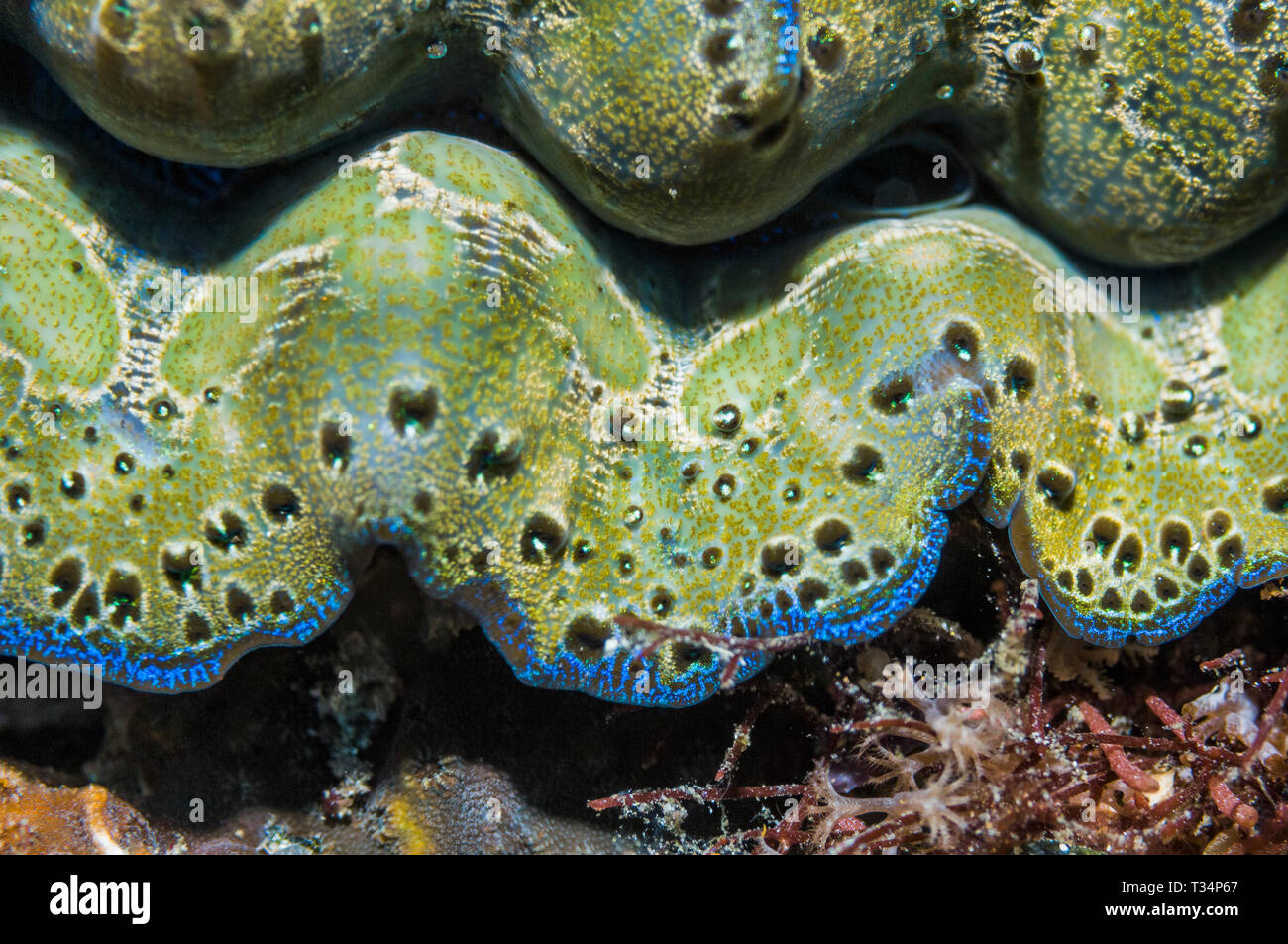 Giant clam south pacific hi-res stock photography and images - Alamy