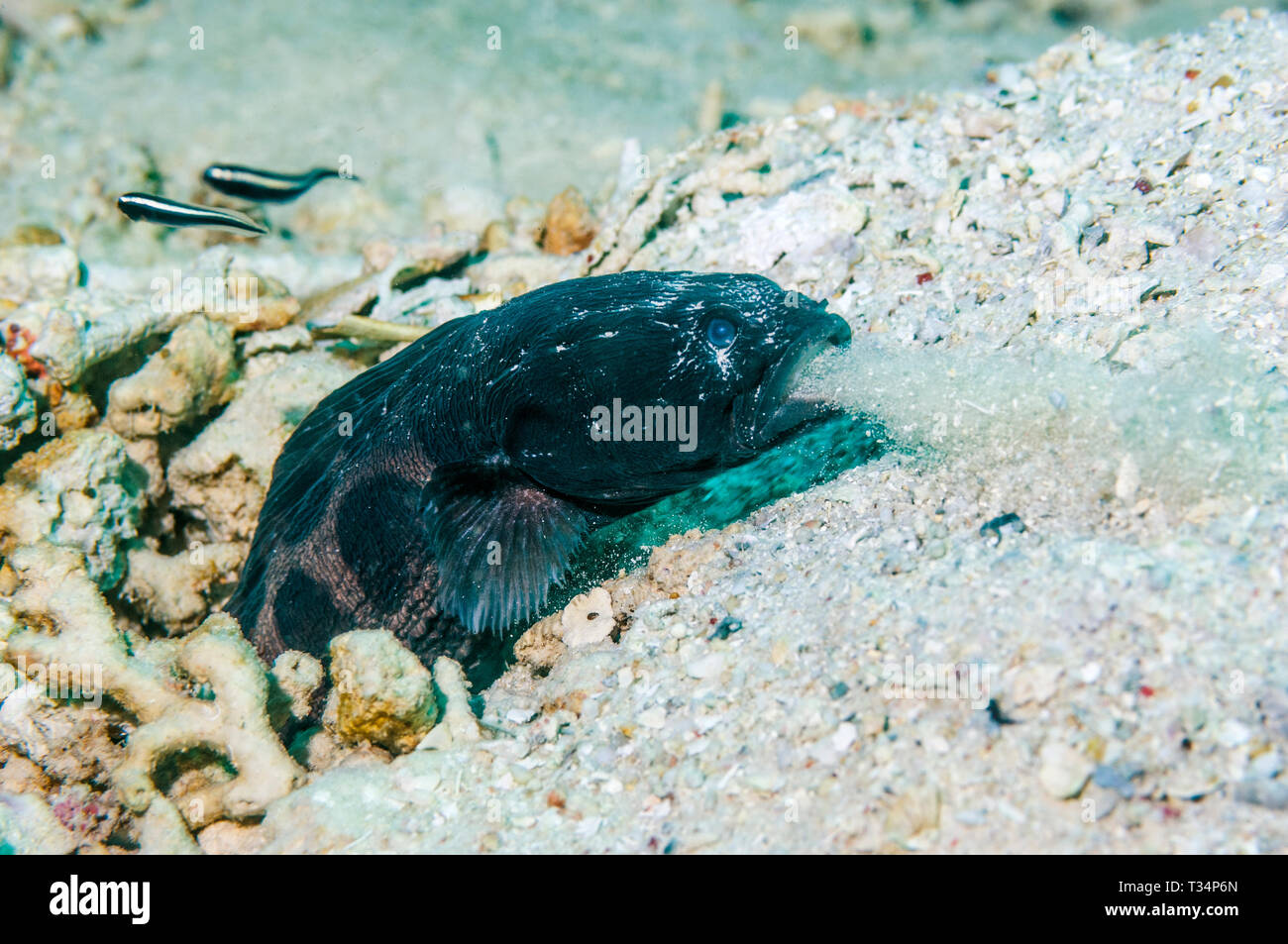 Convict blenny [Pholidichthys leucotaenia] adult excavating burrow ...