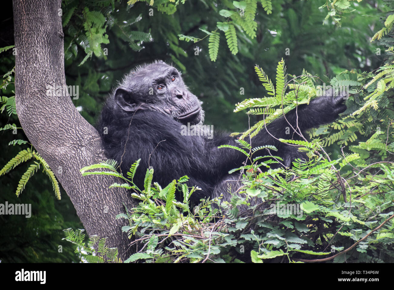 Chimpanzee sitting in a tree, India Stock Photo - Alamy