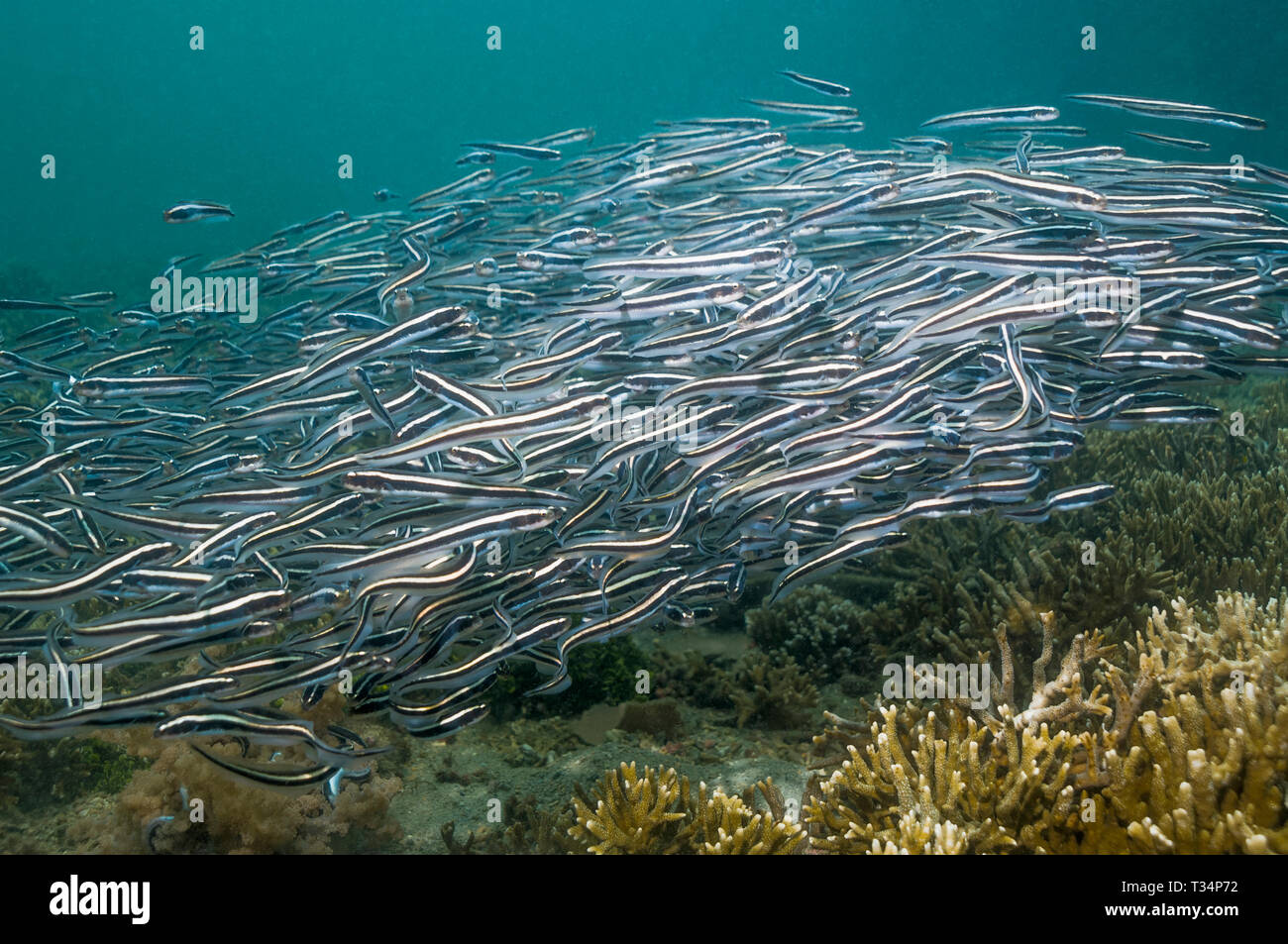 Convict blenny [Pholidichthys leucotaenia] juveniles. Not a blenny but ...