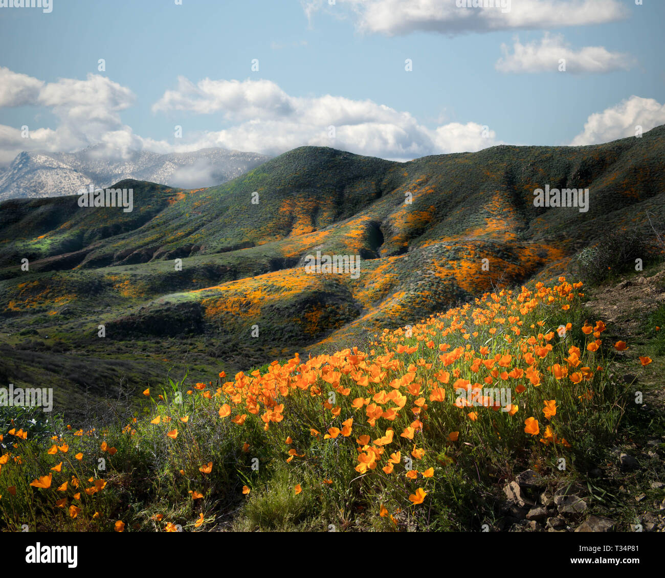 California poppies blooming in foothills of Riverside County ...