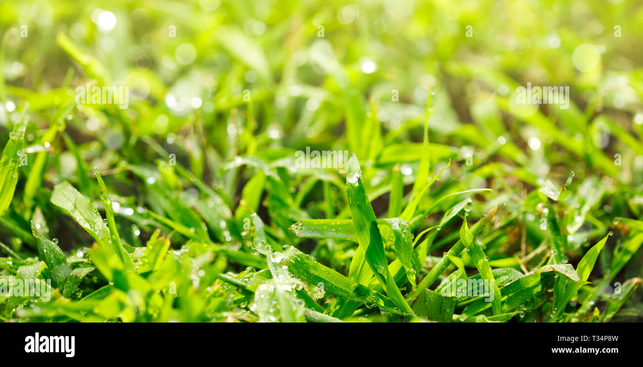 Morning dew in grass hi-res stock photography and images - Alamy