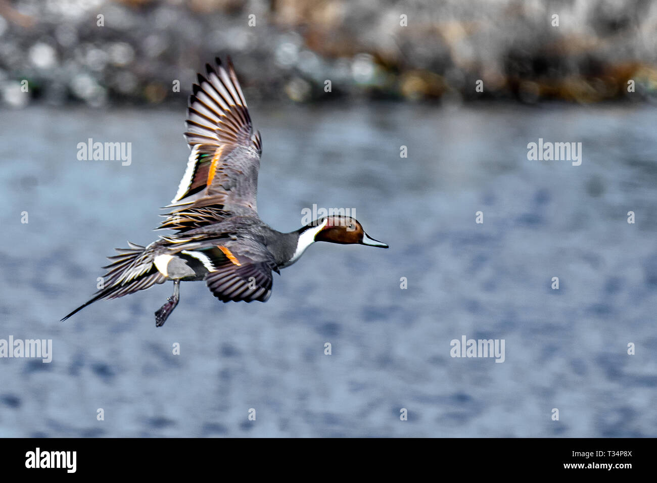 Northern Pintail flying over ocean, Canada Stock Photo - Alamy