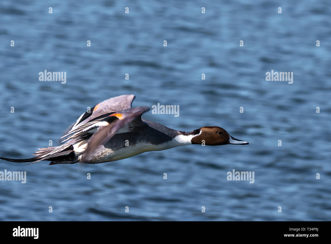Northern Pintail flying over ocean, Canada Stock Photo - Alamy