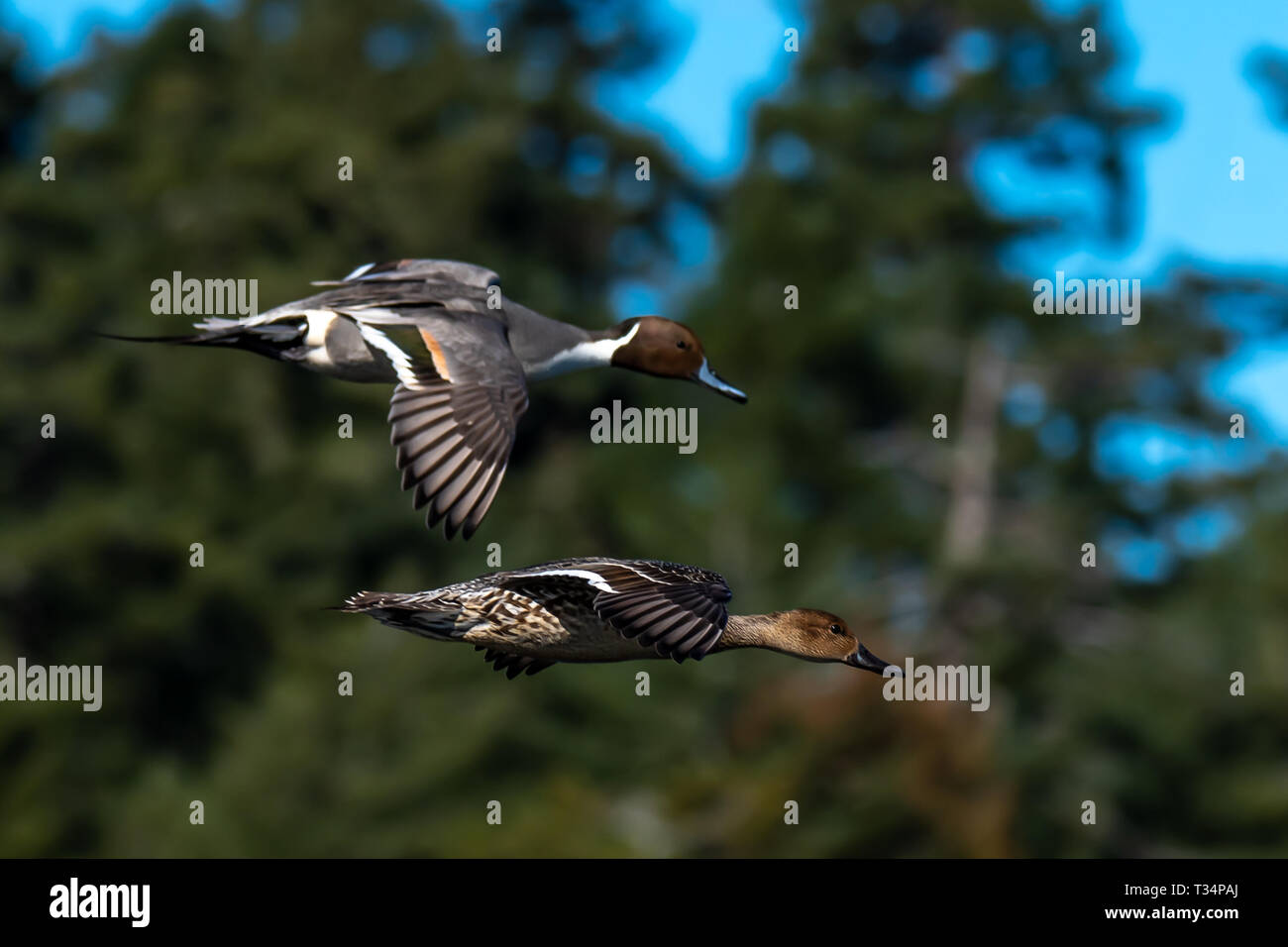 Two Northern Pintails flying over ocean, Canada Stock Photo - Alamy