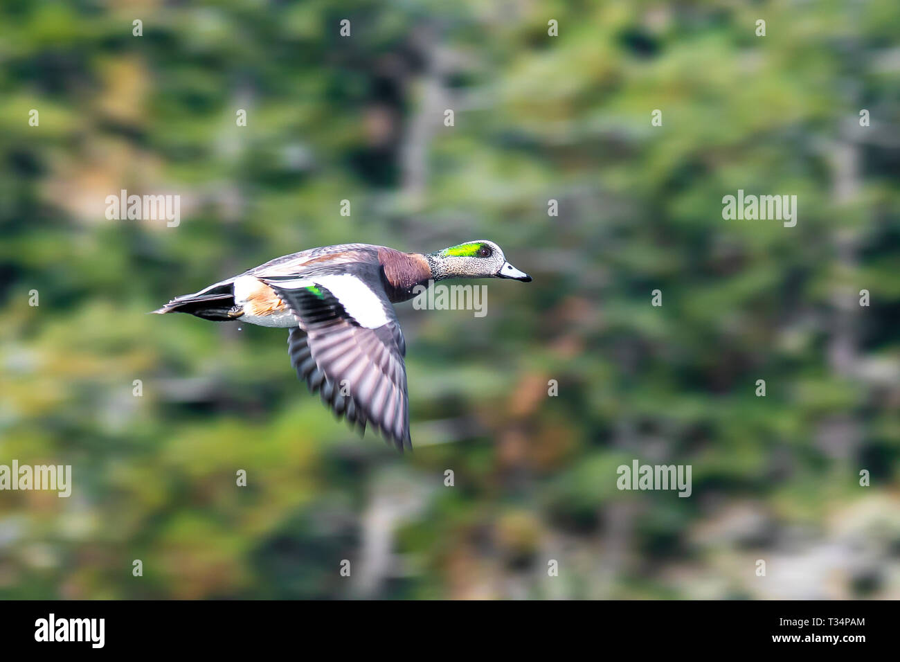 American Wigeon in flight, Canada Stock Photo - Alamy