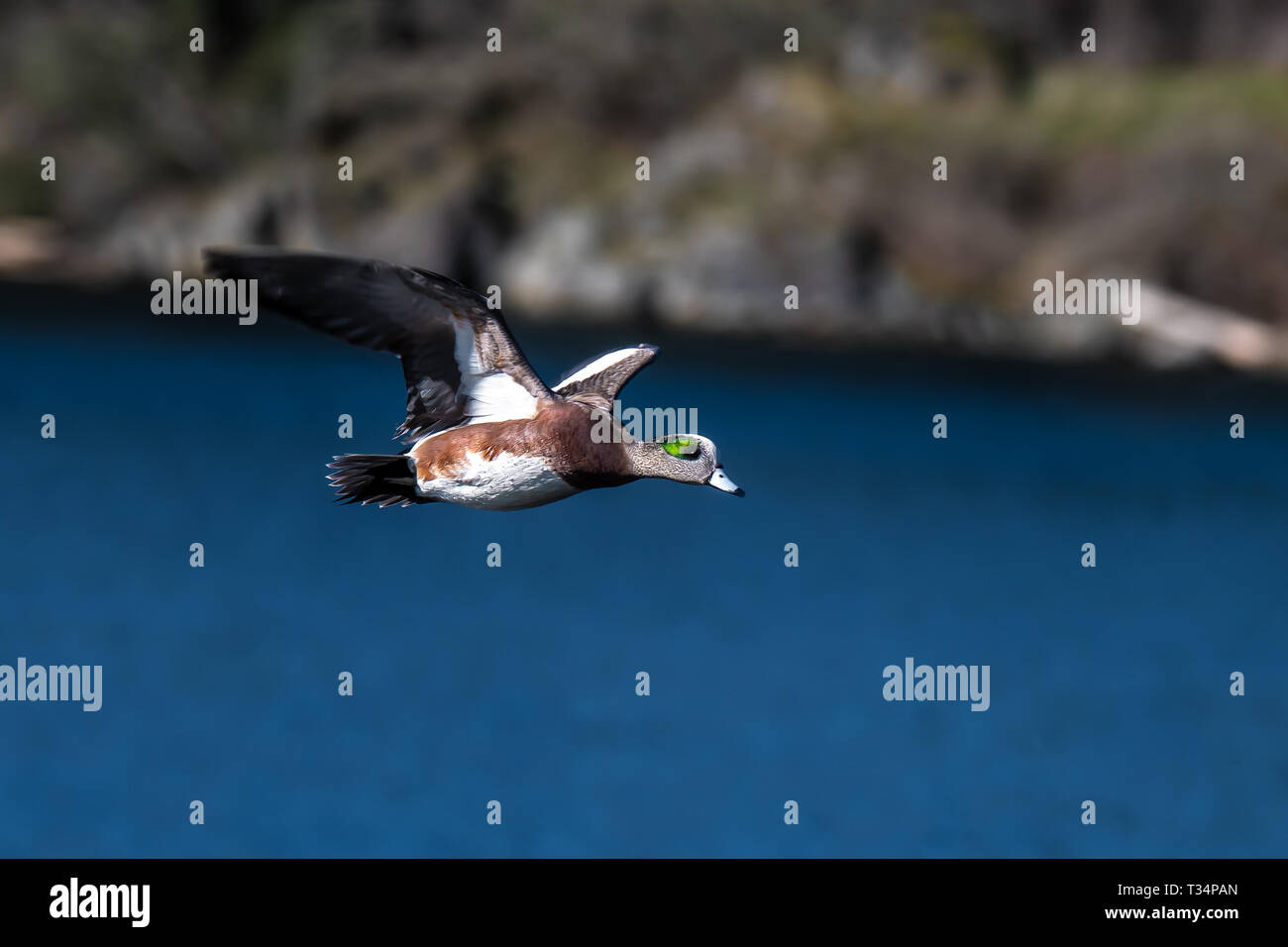 American Wigeon in flight, Canada Stock Photo - Alamy