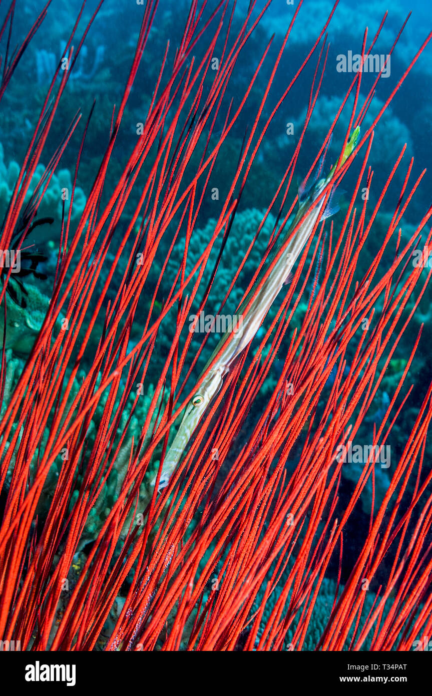 Chinese Trumpetfish [Aulostomus chinensis] lying in ambush in Whipcoral ...