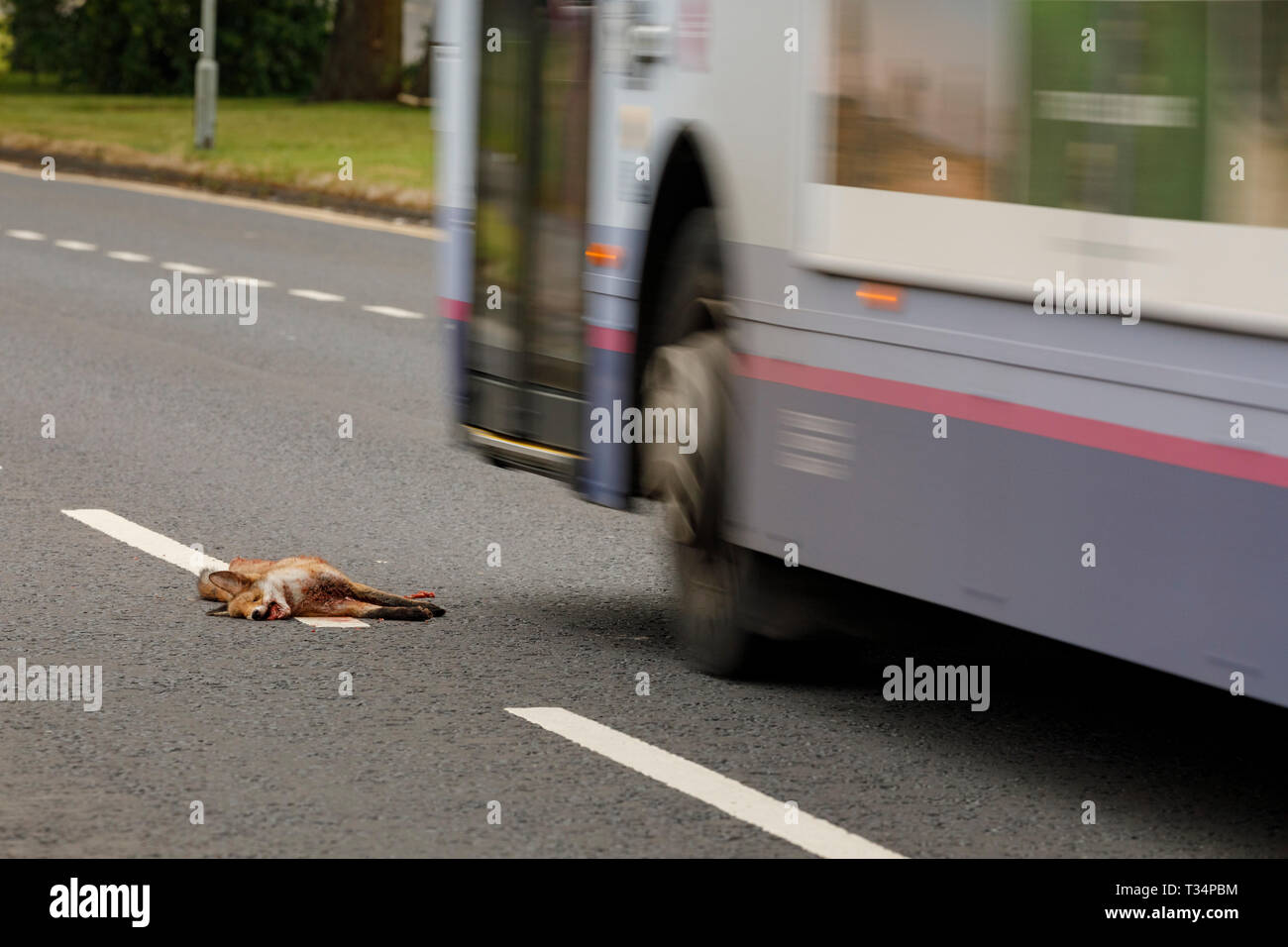Red fox (Vulpes Vulpes) Road kill red fox. Glasgow Scotland Stock Photo ...