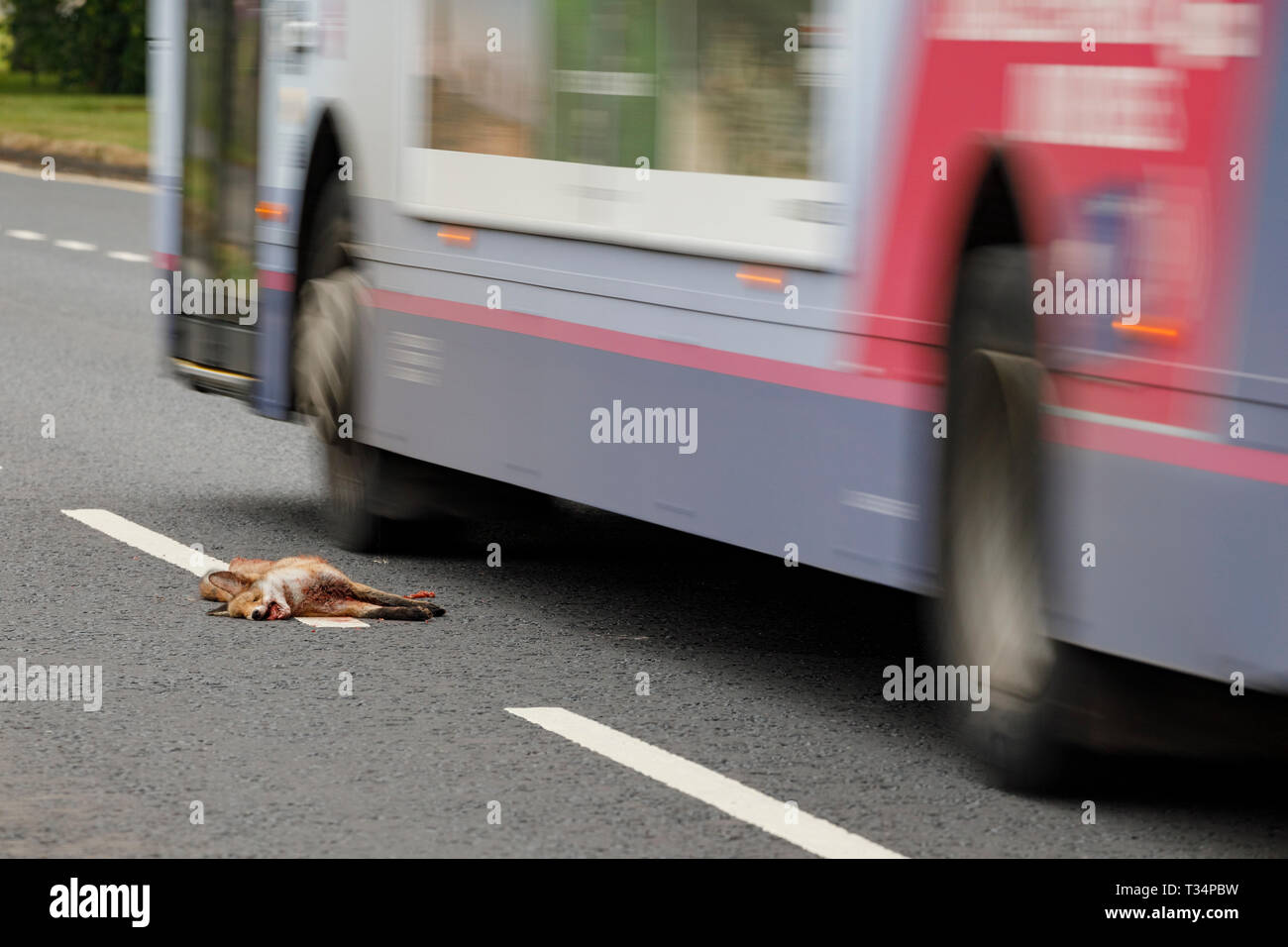 Red fox car scotland hi-res stock photography and images - Alamy