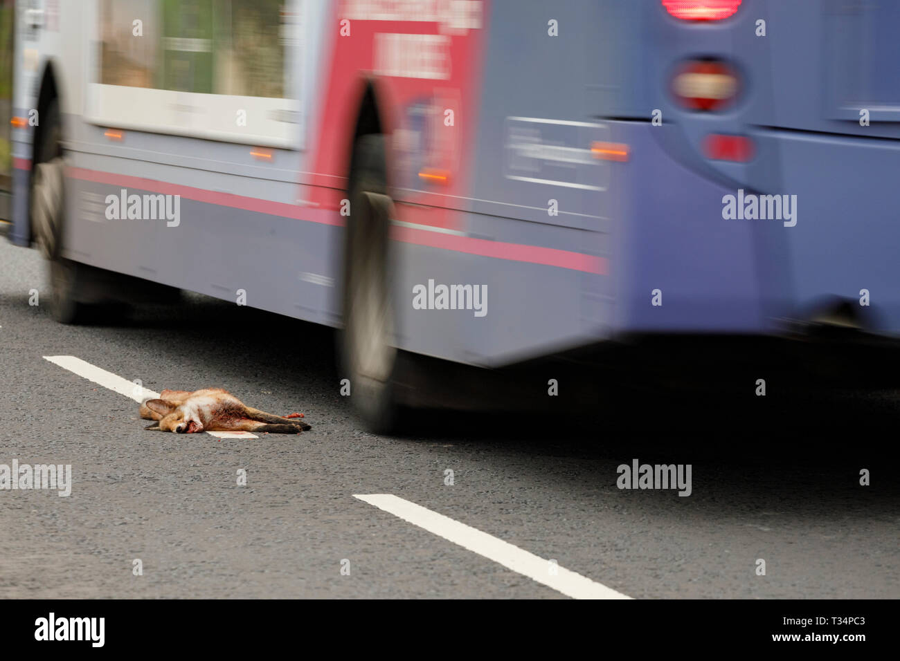Red fox (Vulpes Vulpes) Road kill red fox. Glasgow Scotland Stock Photo ...
