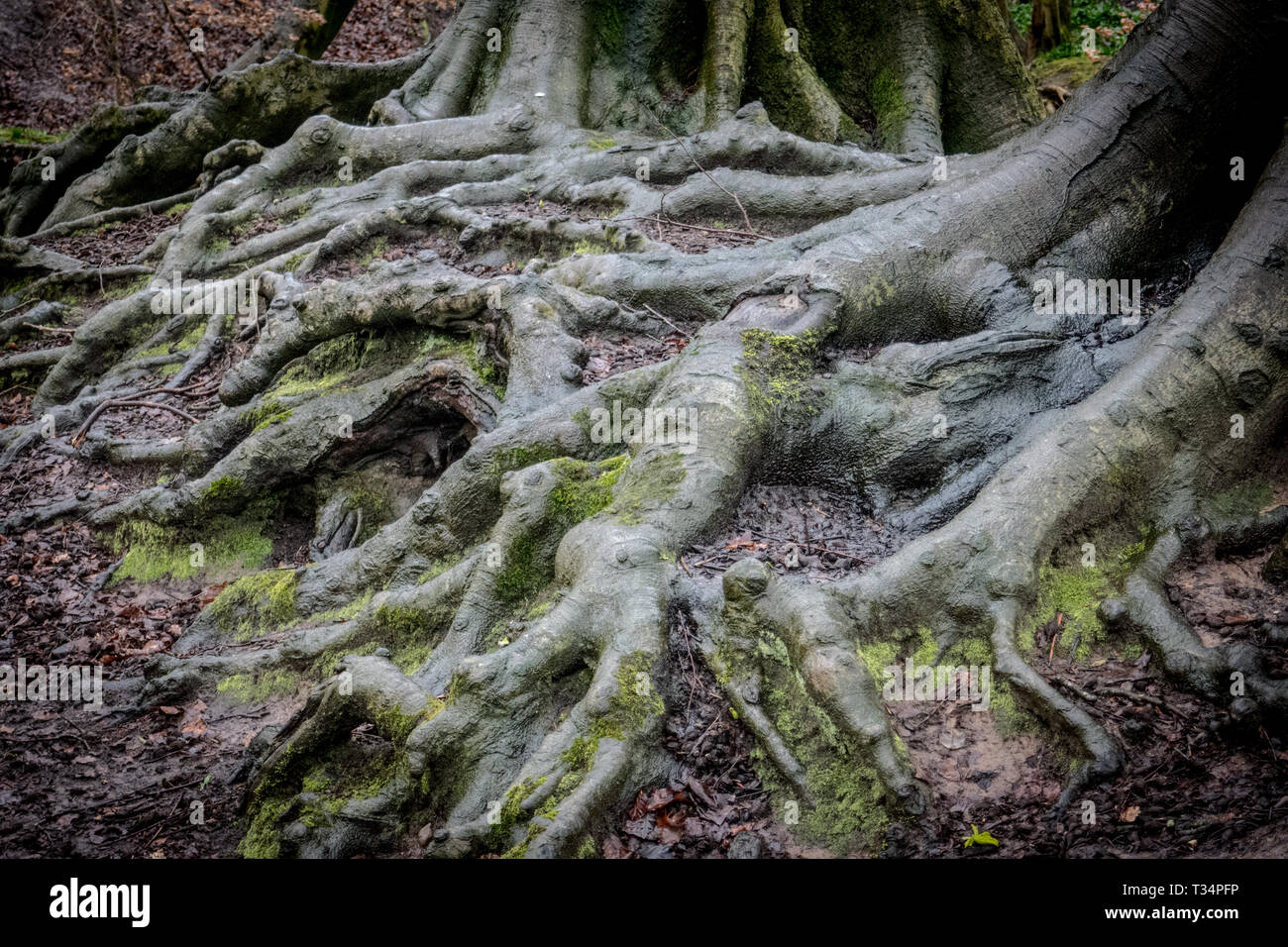 Worden Park, Leyland Stock Photo - Alamy