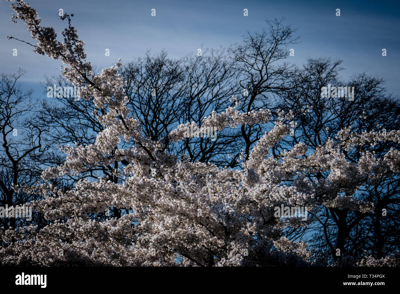 Worden Park, Leyland Stock Photo - Alamy