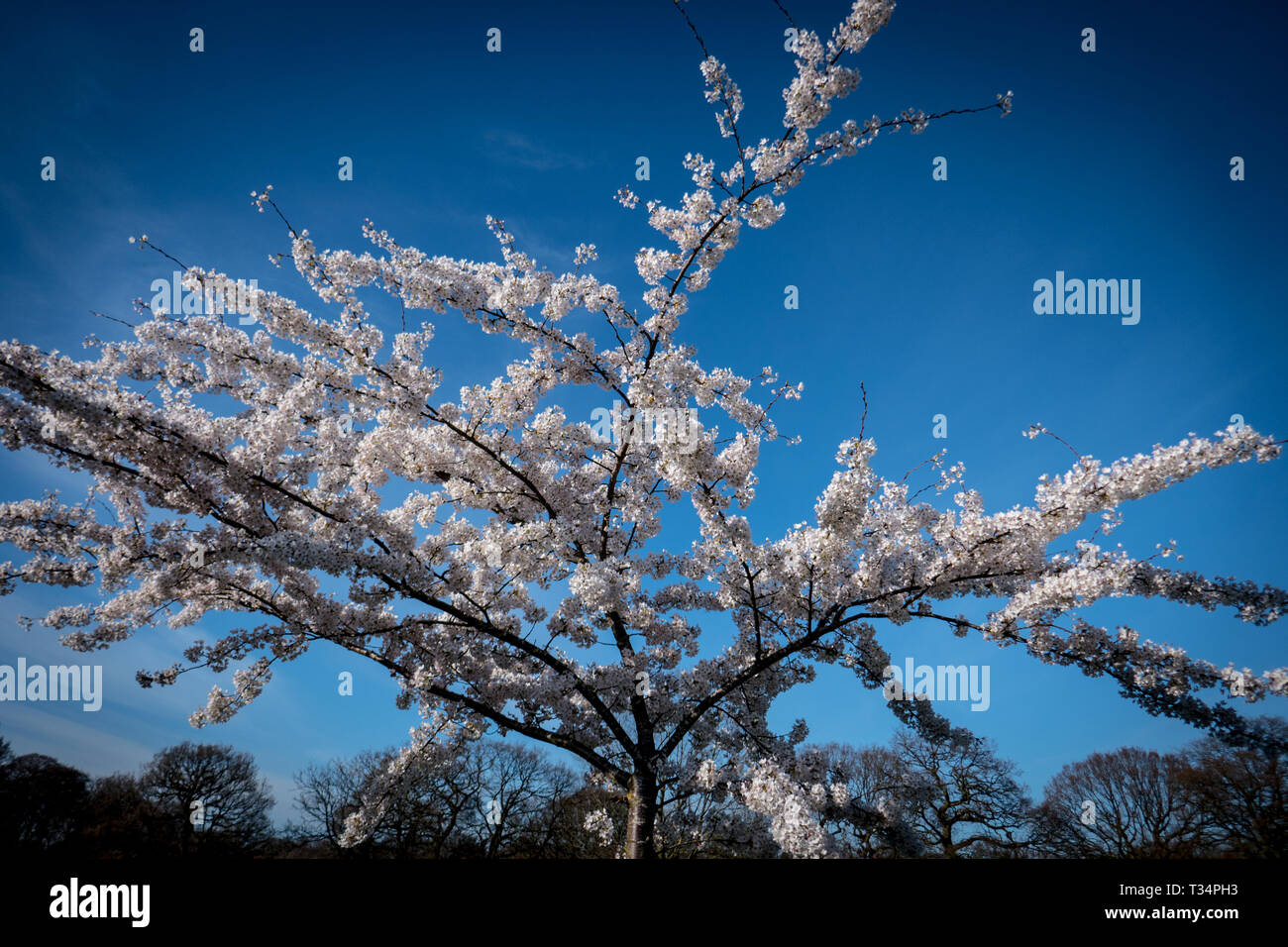 Worden Park, Leyland Stock Photo - Alamy