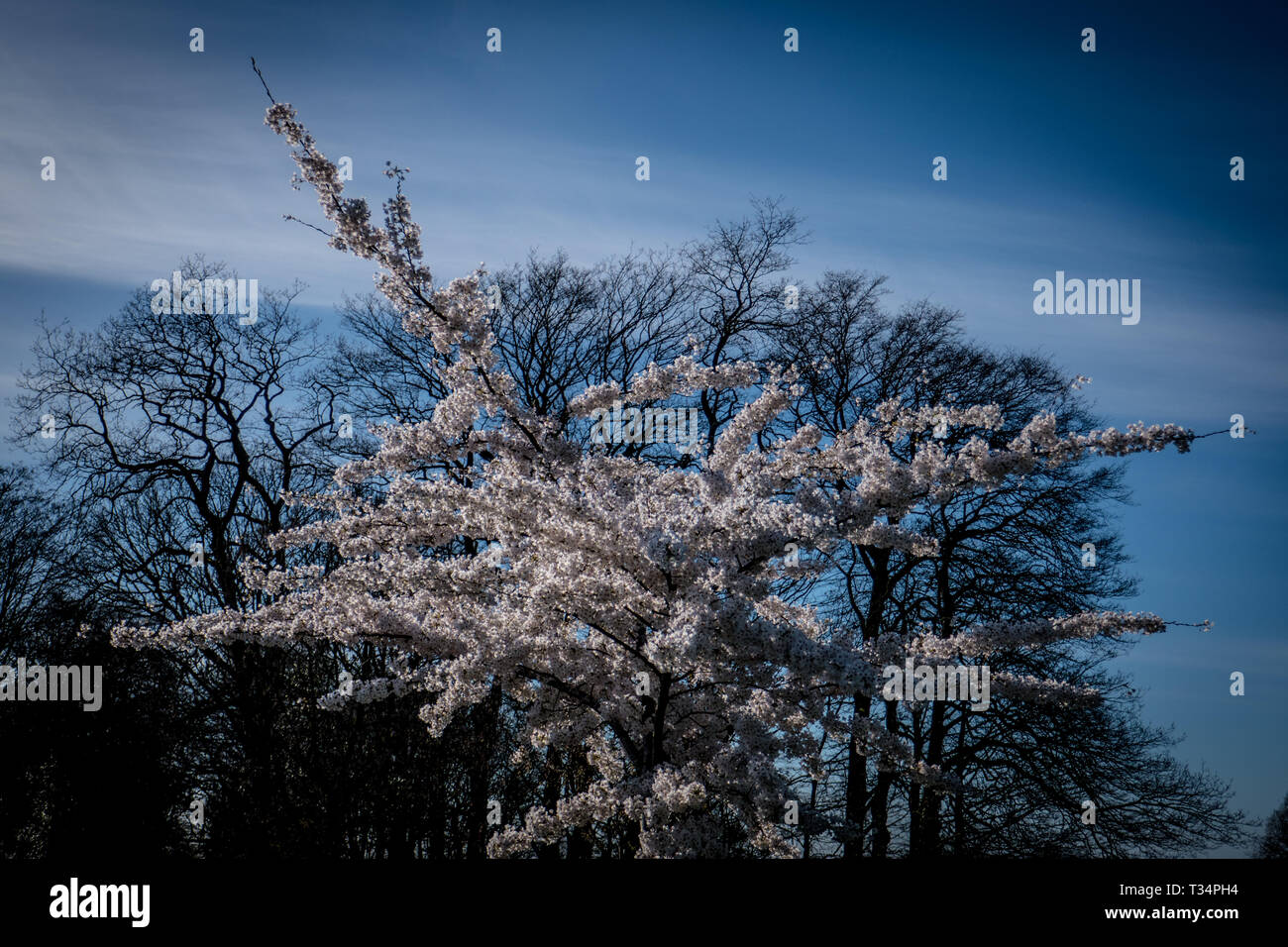 Worden Park, Leyland Stock Photo - Alamy