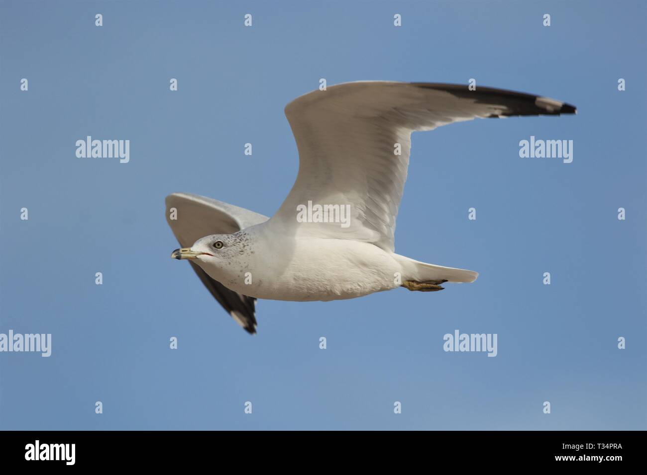 Flying fluff hi-res stock photography and images - Alamy