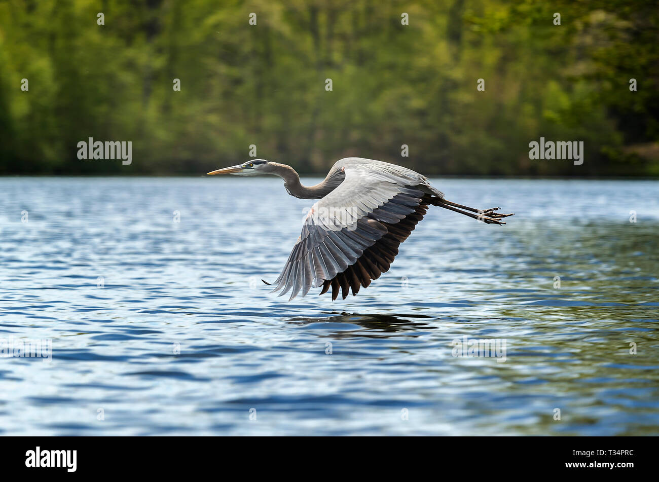 Birds flying over bushes in hi-res stock photography and images - Alamy