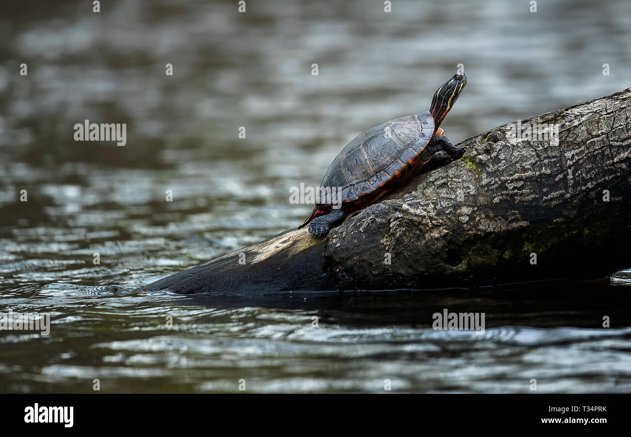 Snapping turtle in water hi-res stock photography and images - Alamy
