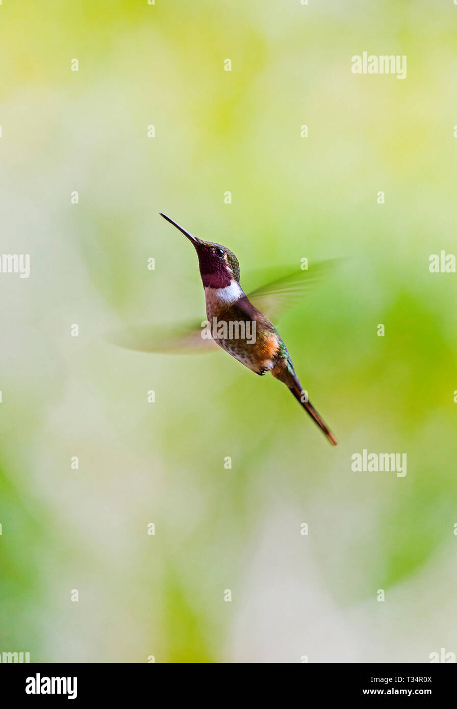 Magenta-throated Woodstar hummingbird hovering Stock Photo - Alamy