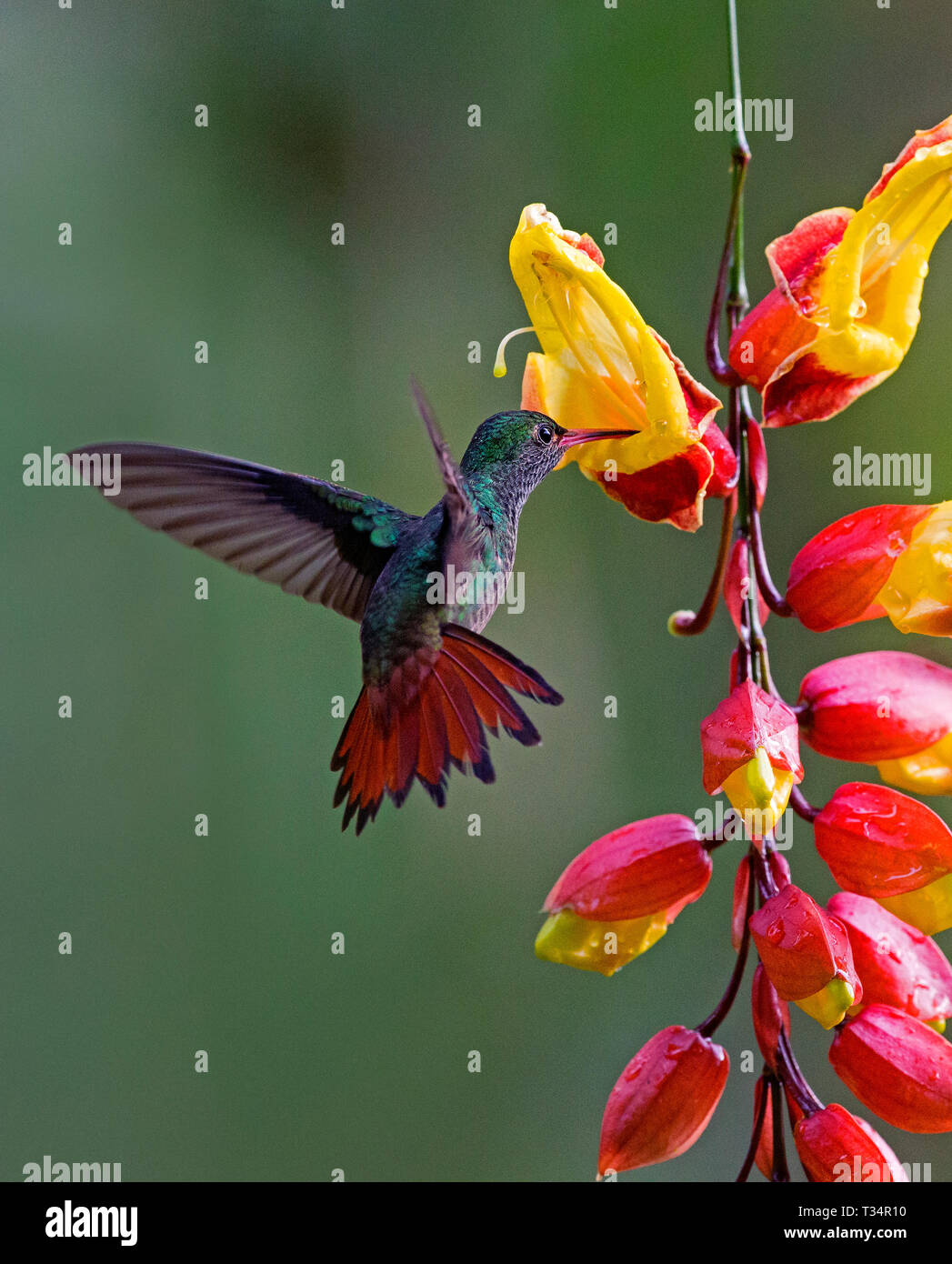 Hummingbird feeding from flowers hi-res stock photography and images ...