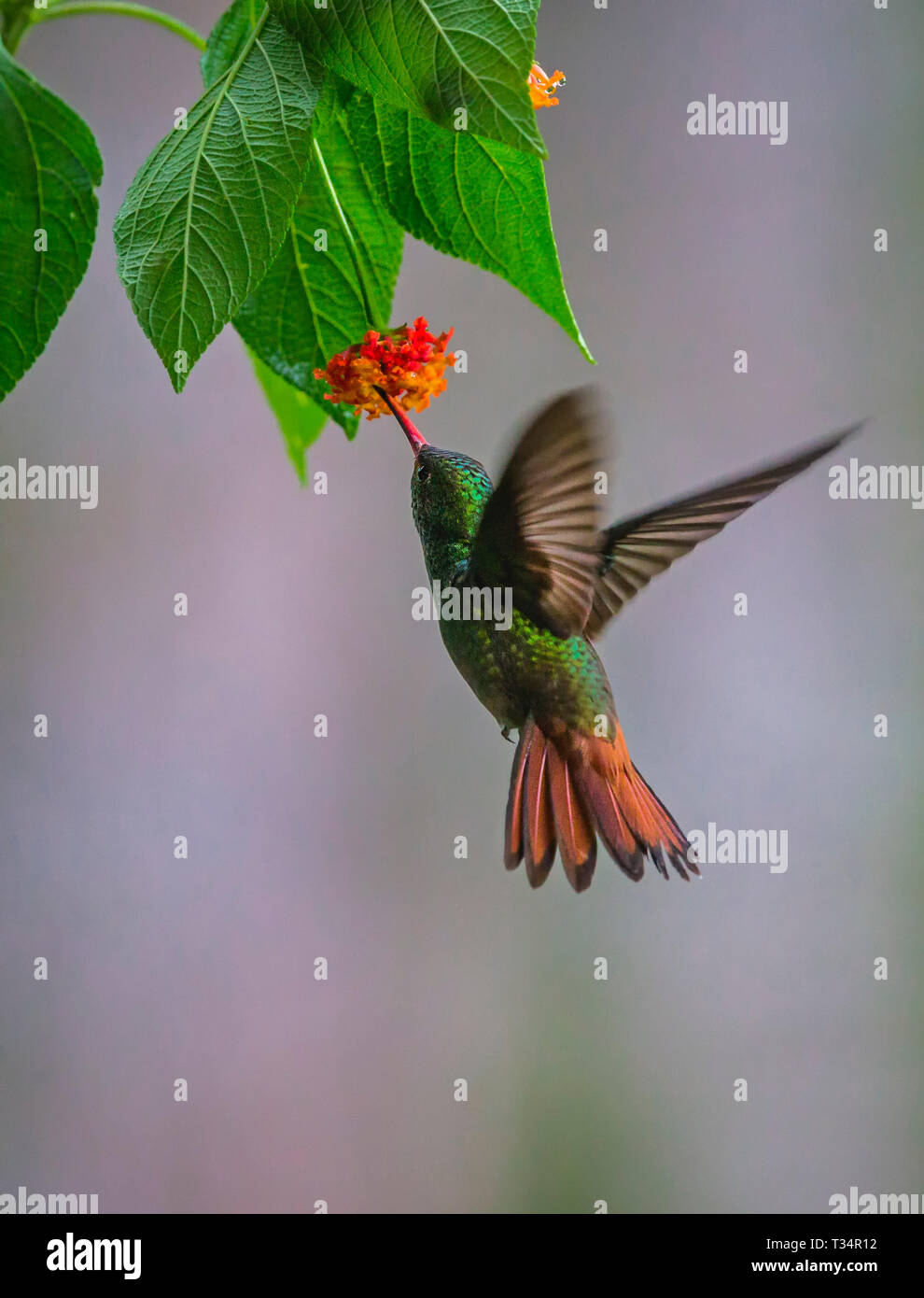 Hummingbird feeding from flowers hi-res stock photography and images ...