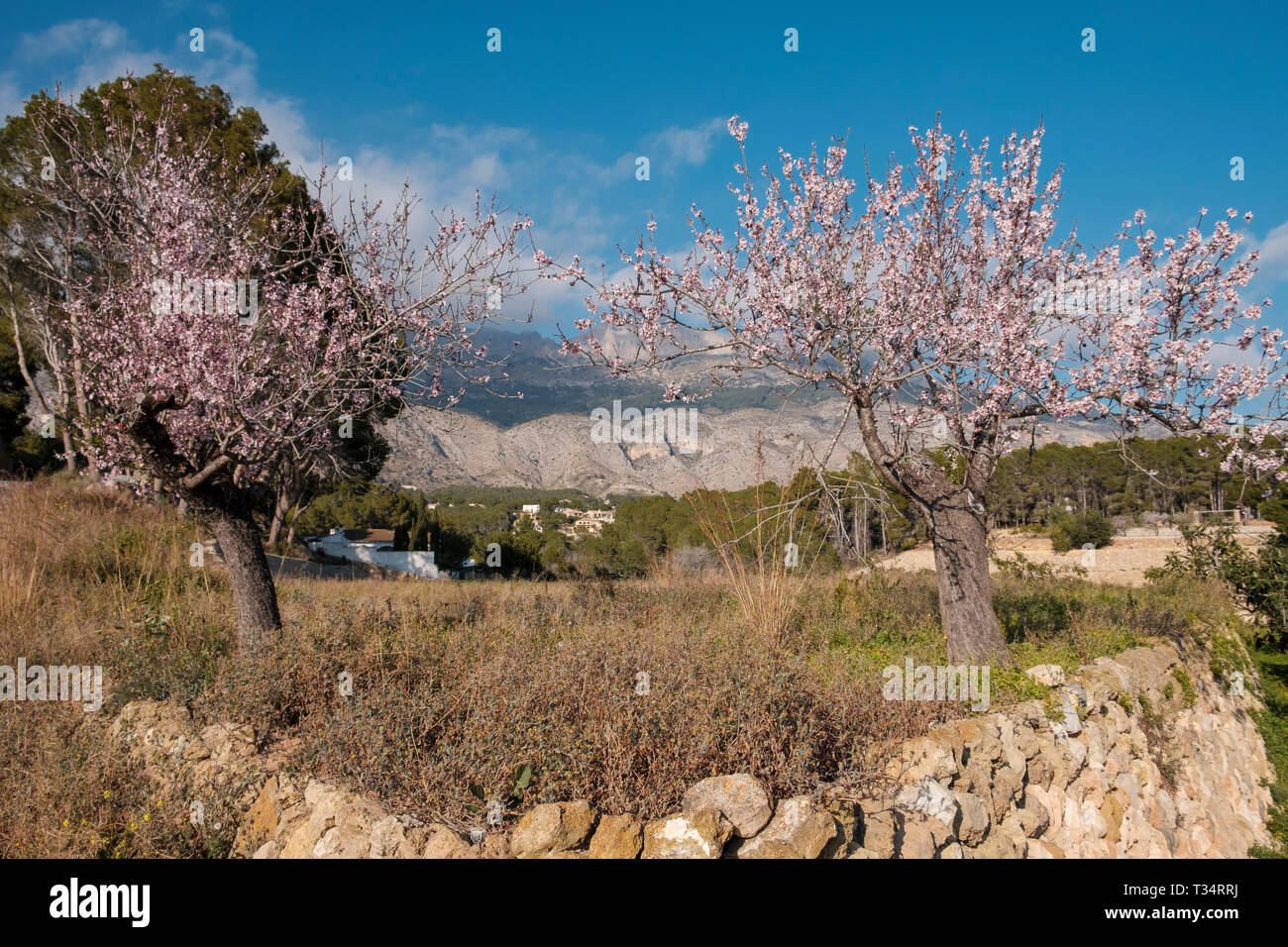 flowering almond trees in front of Sierra Bernia mountain range near ...